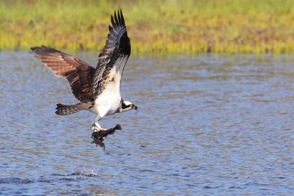 Observation de la faune | Visiter Québec