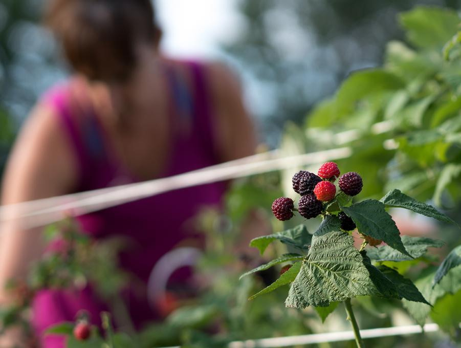 Autocueillette | Visiter Québec