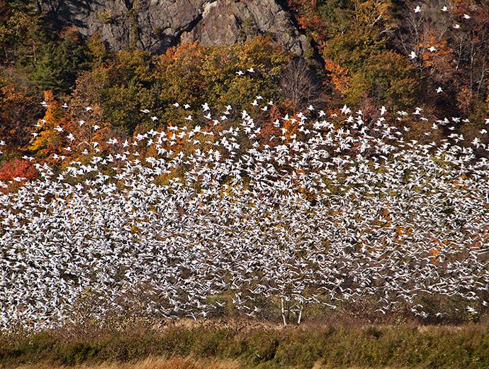 Réserve nationale de faune du Cap-Tourmente | Visiter Québec