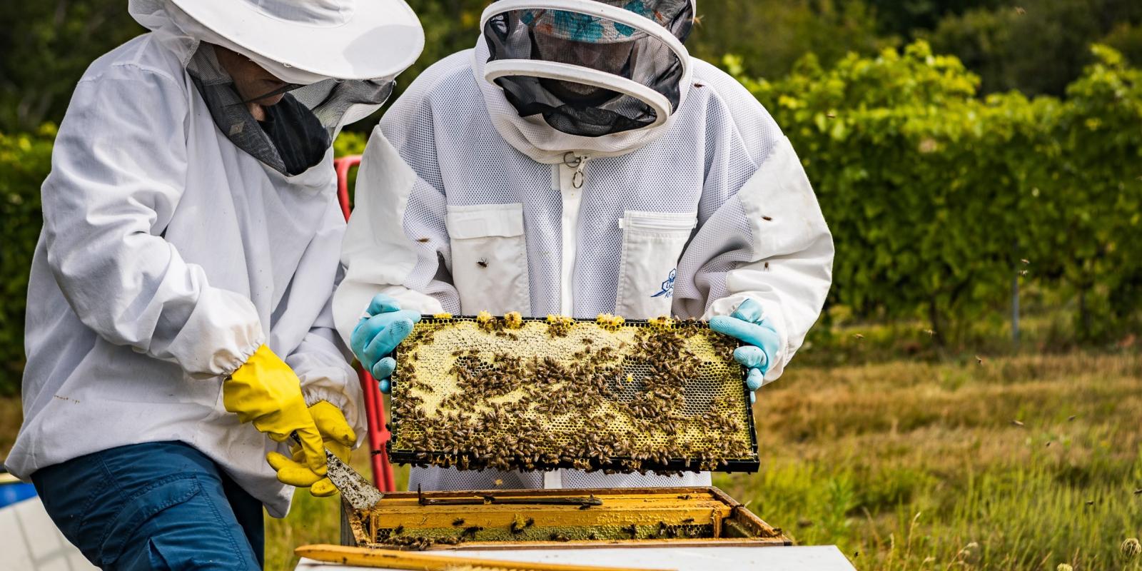 Apikol | Visit Québec City