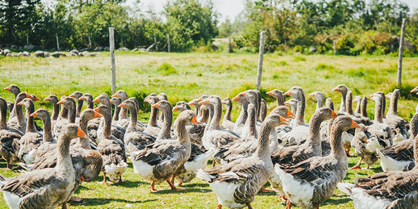La Ferme Québec-Oies | Visiter Québec